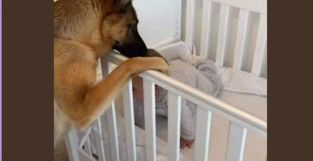 A newly adopted stray dog newborn – Viral Daily